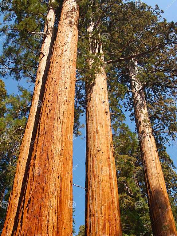 Three tall giants stock image. Image of conifer, sequoia - 3407985