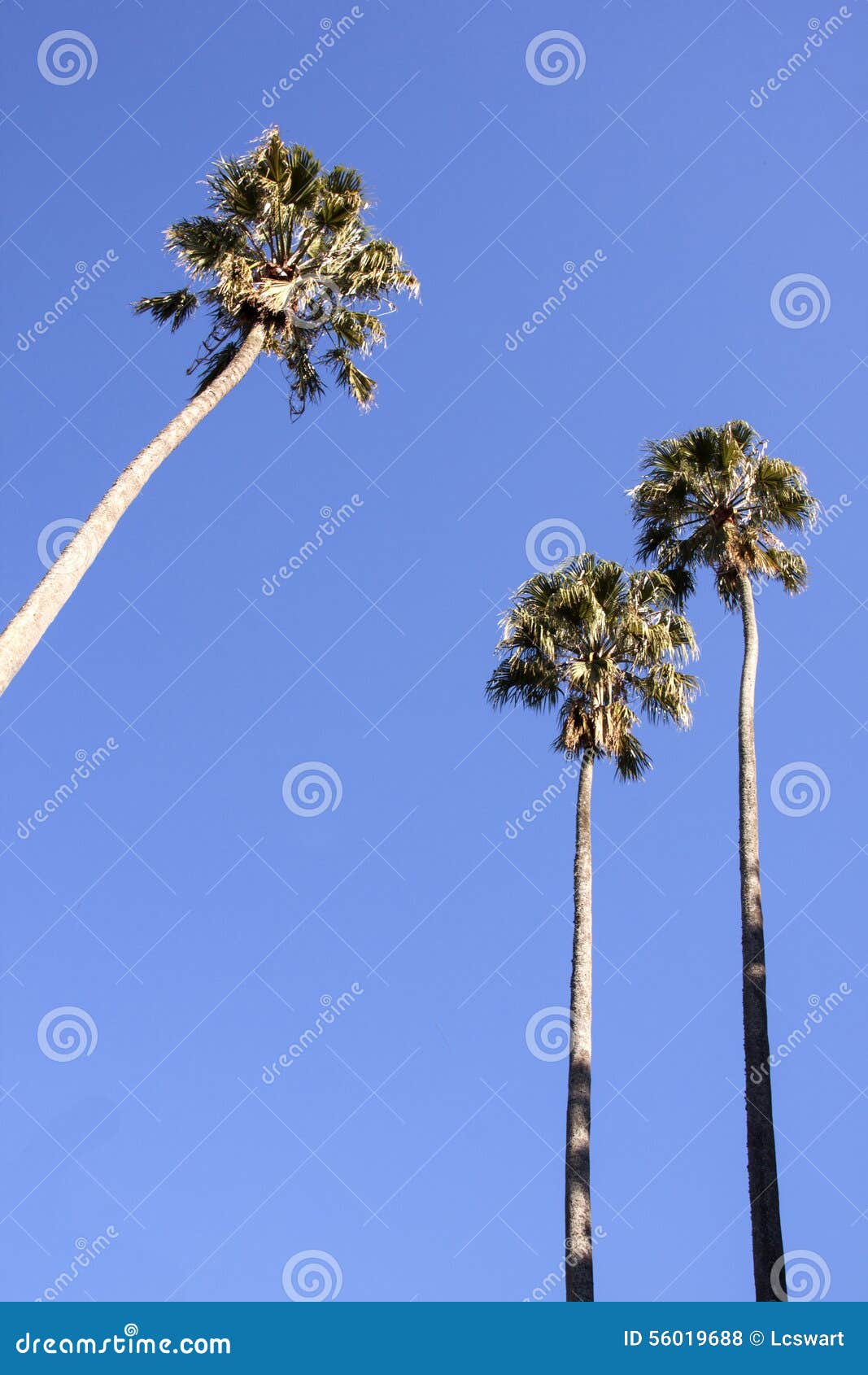 Three Tall Palm Trees Against Bright Blue Sky Stock Photo - Image of ...