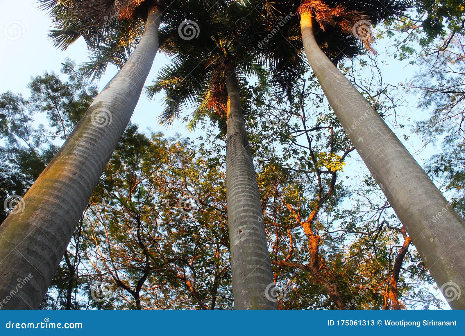 Three Tall Palm Trees Arranged in a Row Stock Image - Image of line ...