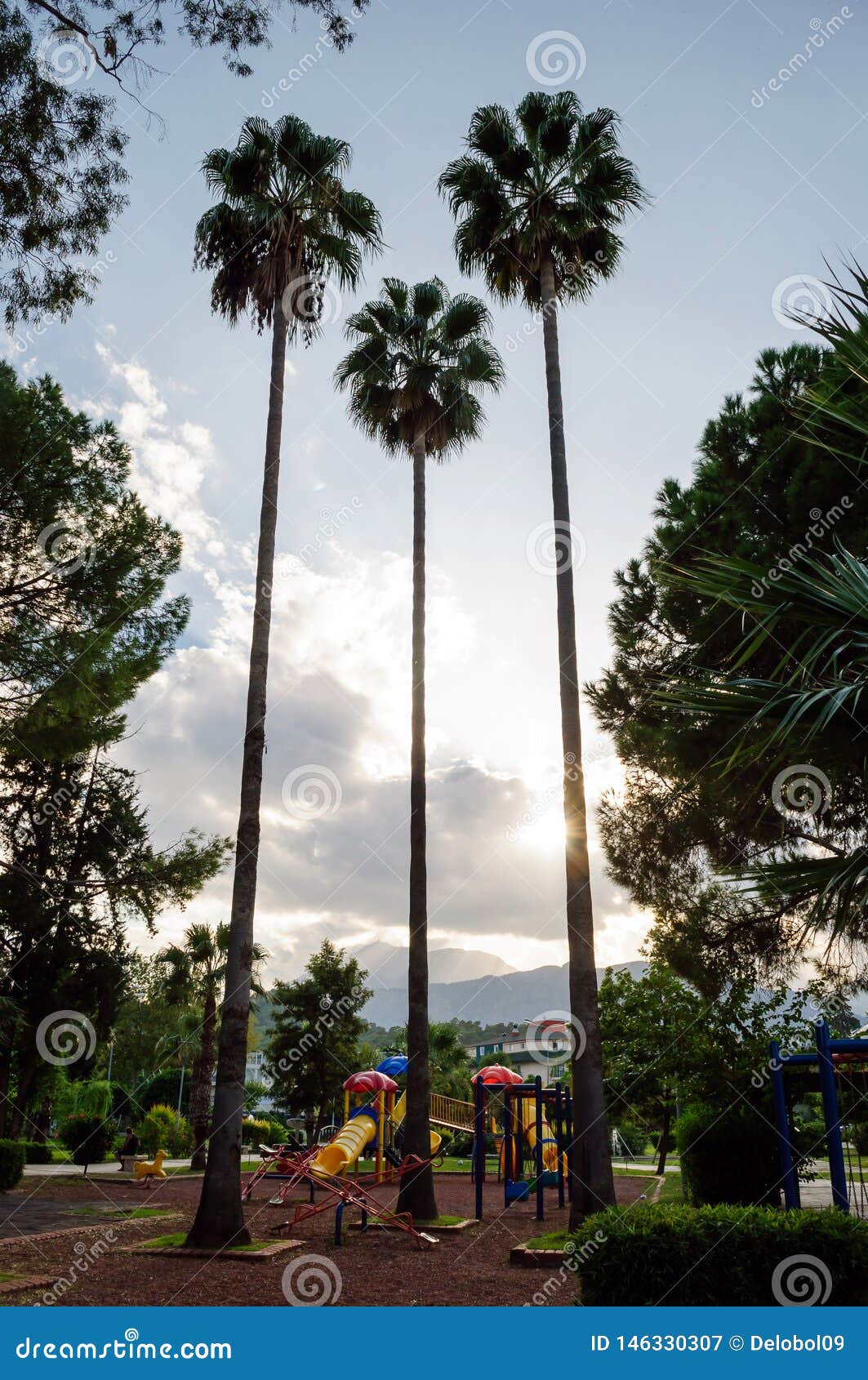 Three Tall Palm Trees in the Children`s Park. Stock Image - Image of ...