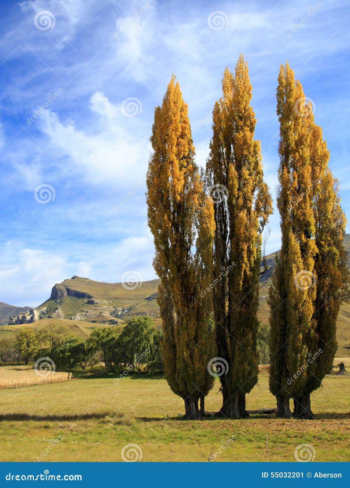 Three Tall Trees Stock Photo | CartoonDealer.com #11116152