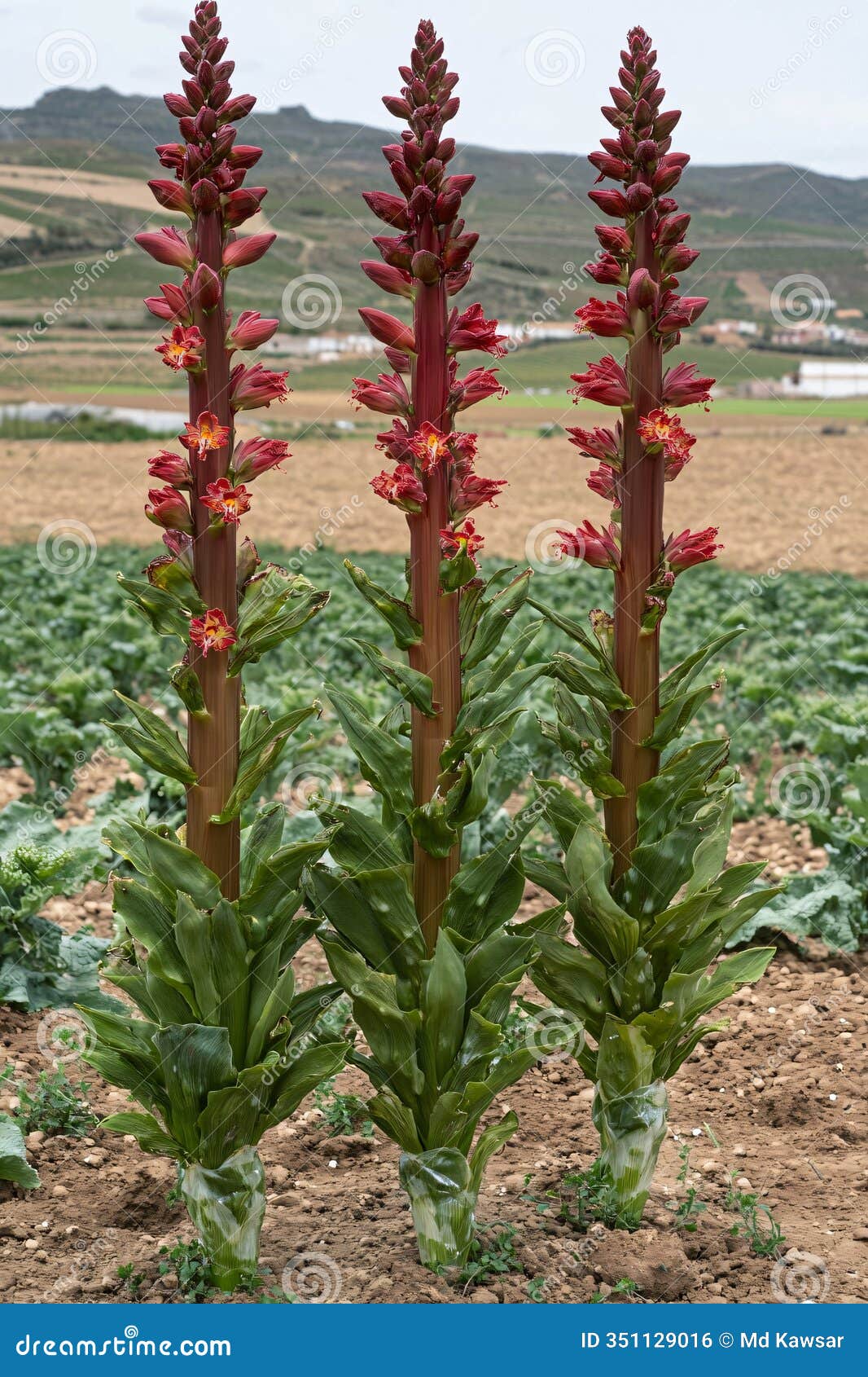 Three Tall Red Flower Stalks in a Field High Quality Image Stock ...