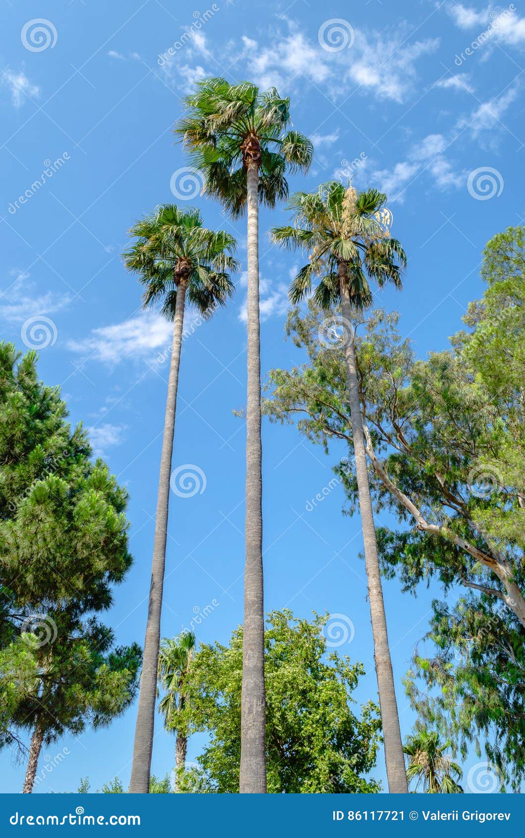 Three tall thin palm trees stock image. Image of angle - 86117721