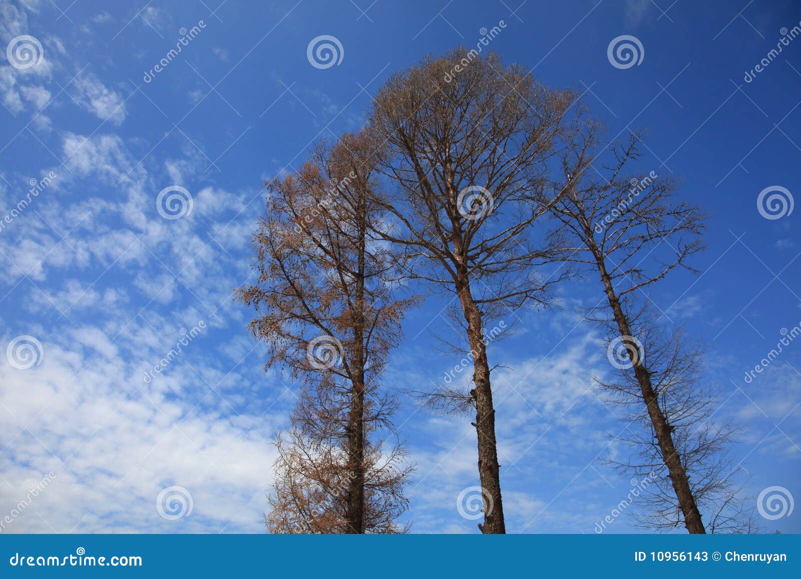 Three tall tree stock image. Image of tall, color, three - 10956143