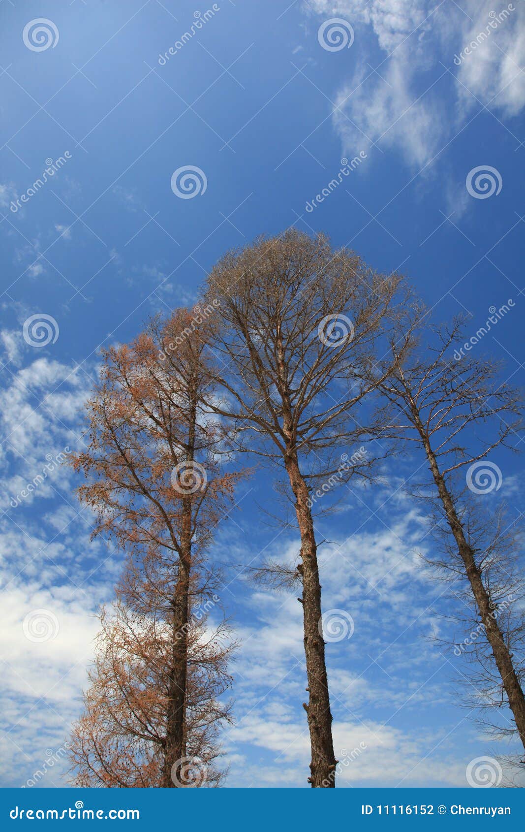 Three tall trees stock photo. Image of three, park, competition - 11116152