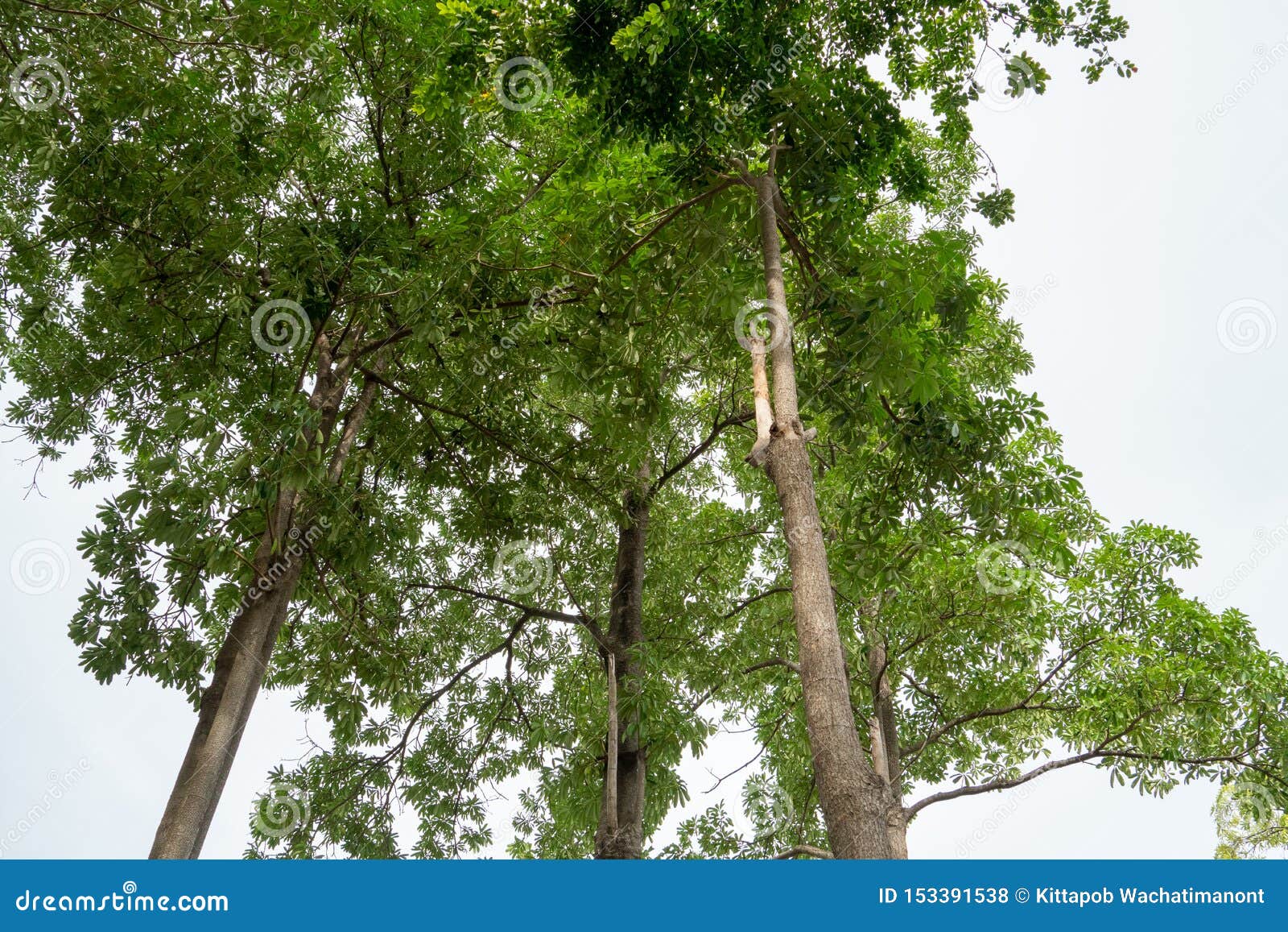 Three Tall Trees, Branching, Covering the Sky from the Bottom View ...
