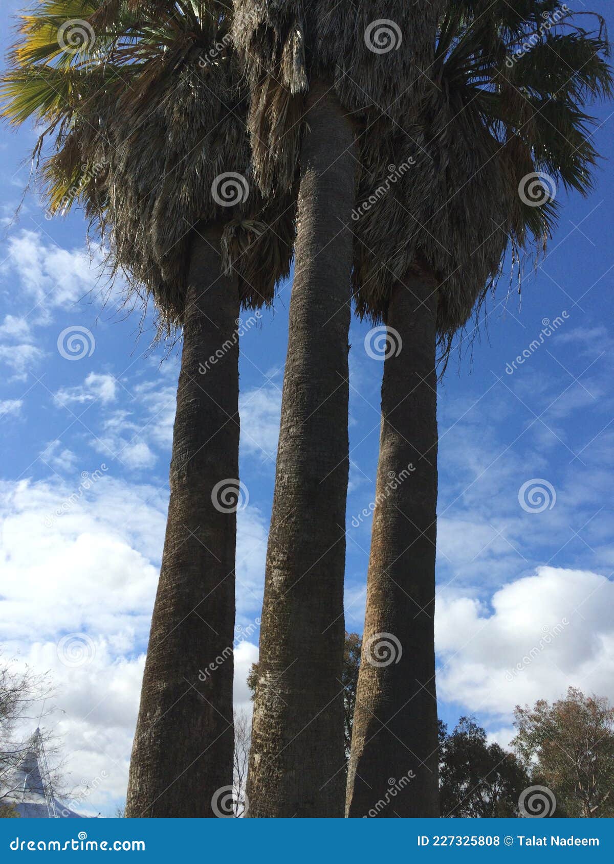 Three Tall Trees in the Garden. Stock Photo - Image of leaf, plant ...