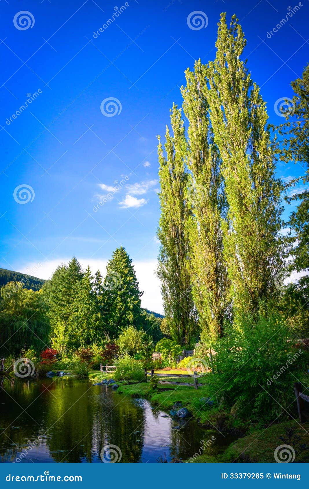 Three tall trees by a pond stock image. Image of building - 33379285