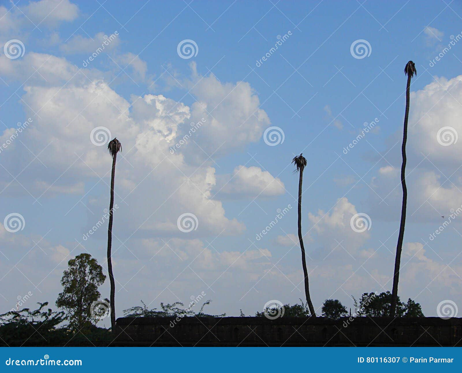 Three Tall Trees Reaching Sky Stock Image - Image of threesome, piece ...