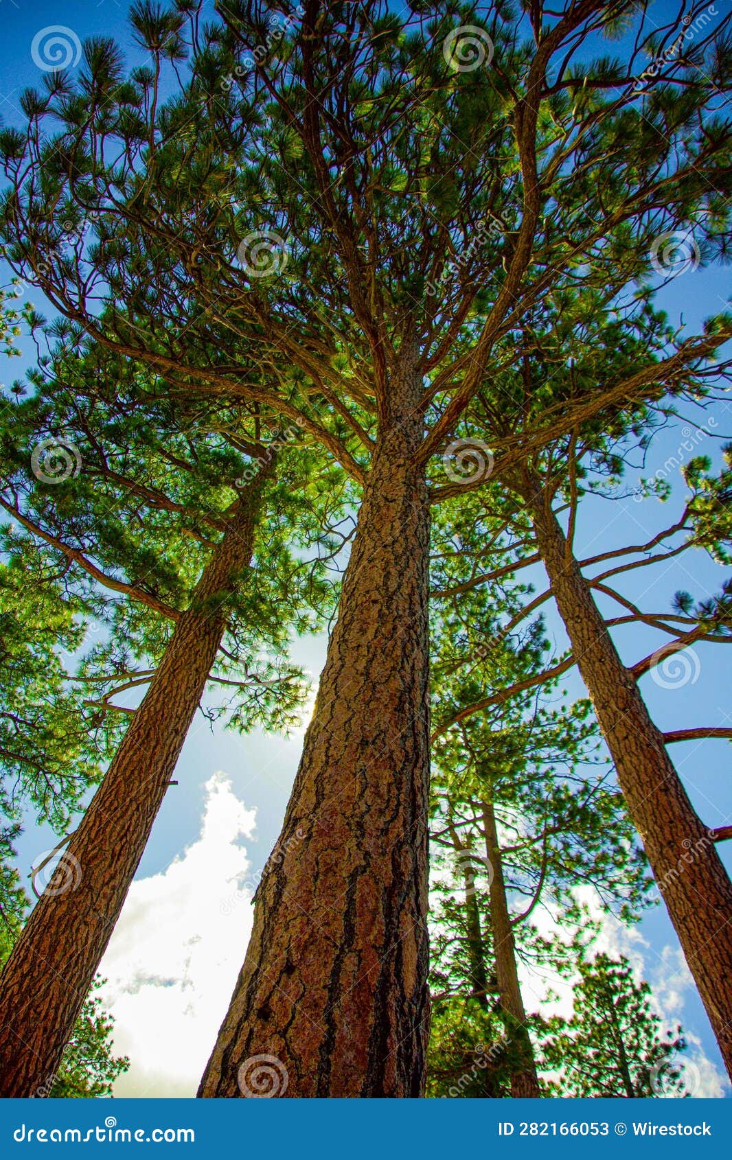 Three Tall Trees Towering in the Sky in the Forest, with Sunlight ...