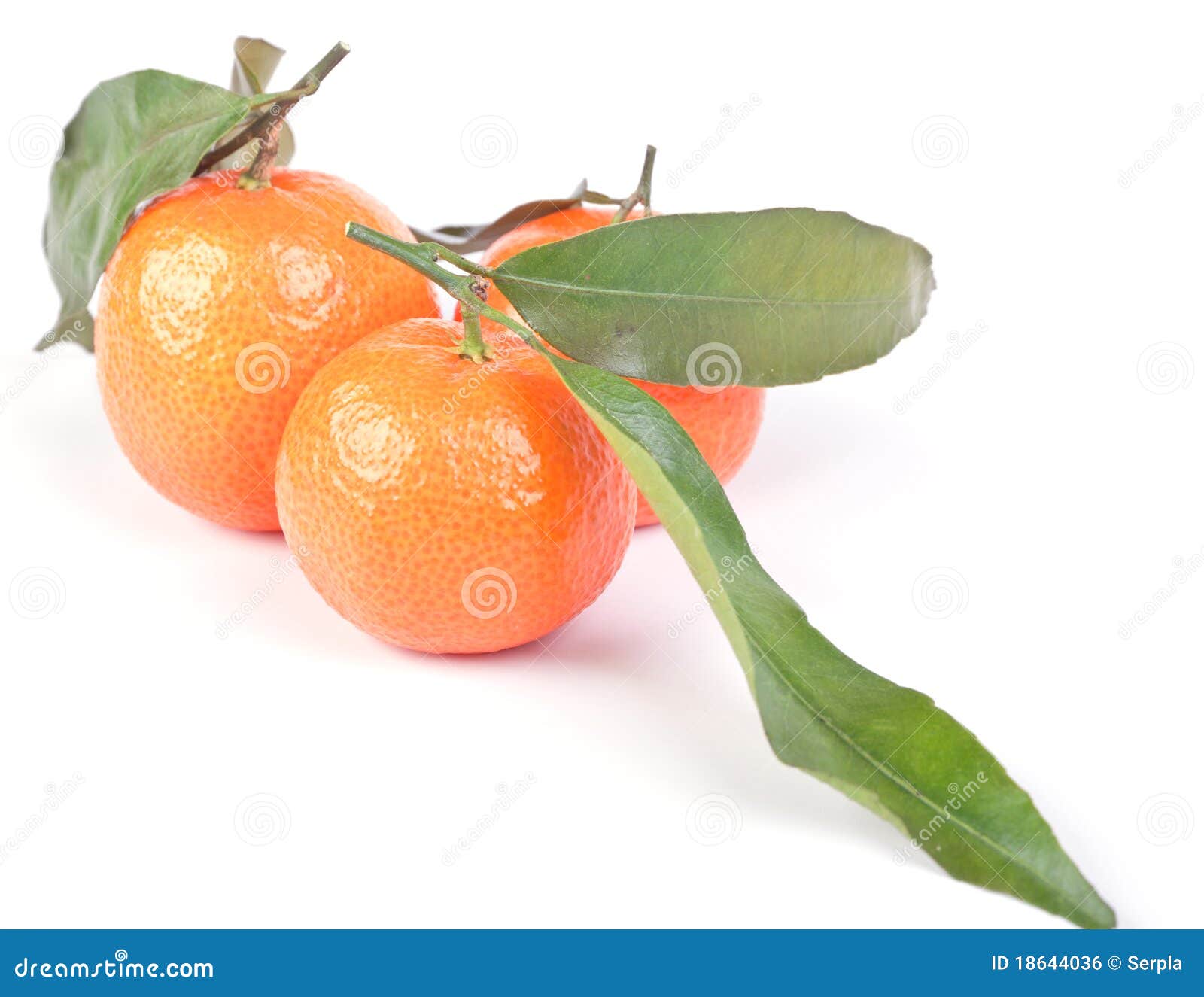 Three Tangerines with Green Leaves Stock Photo - Image of agriculture ...