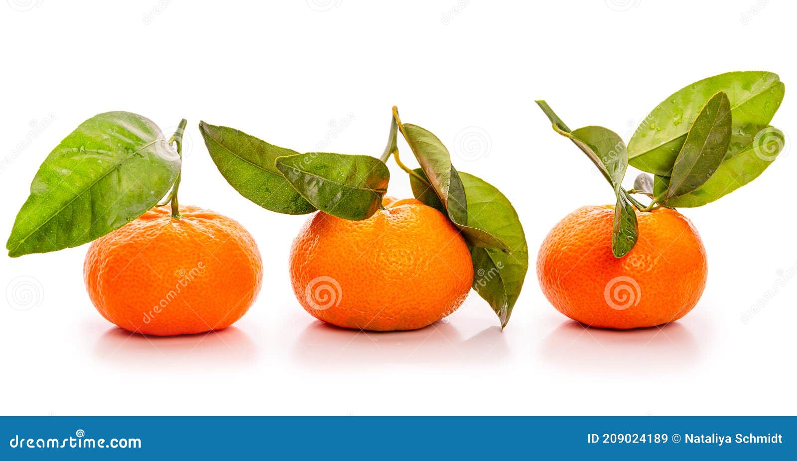 Three Tangerines with Green Leaves on a White Background. Isolate Stock ...