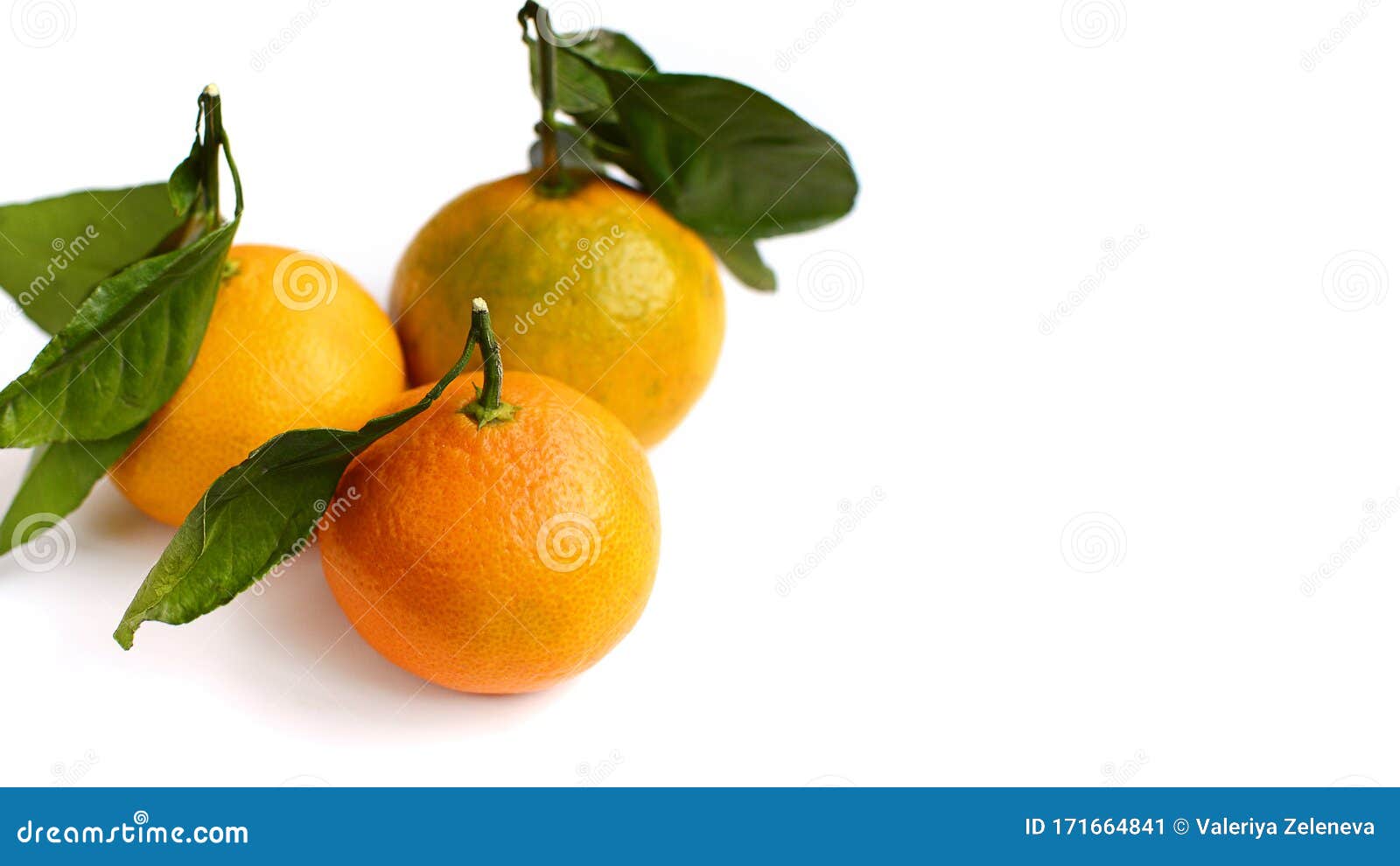 Three Tangerines with Leaves on a White Background, Close-up Stock ...