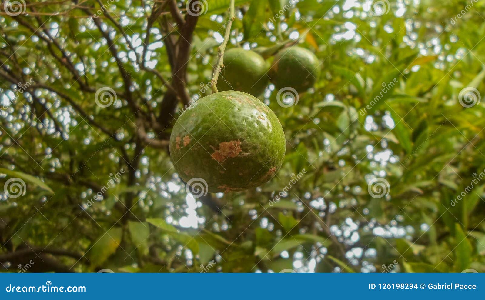 The three tangerines stock photo. Image of healthy, diet - 126198294