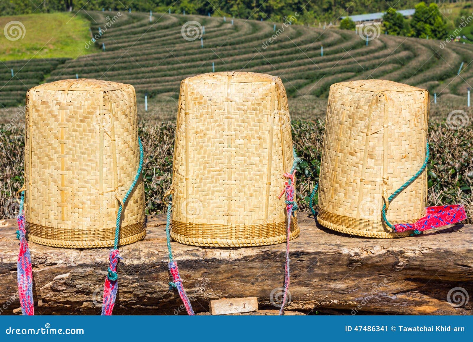 Three Tea Picker Bags or Basket on Big Log Stock Image - Image of ...