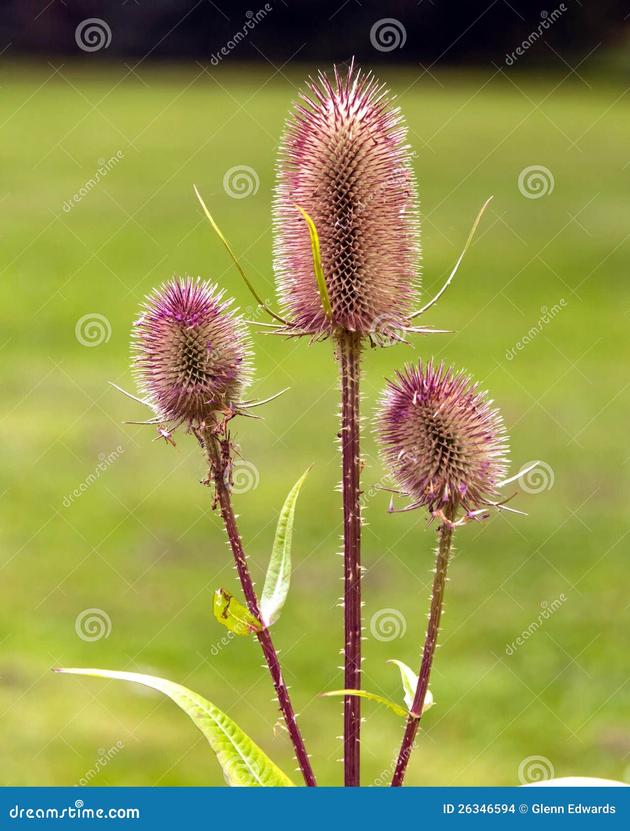Three teasels stock photo. Image of leaf, stem, leaves - 26346594
