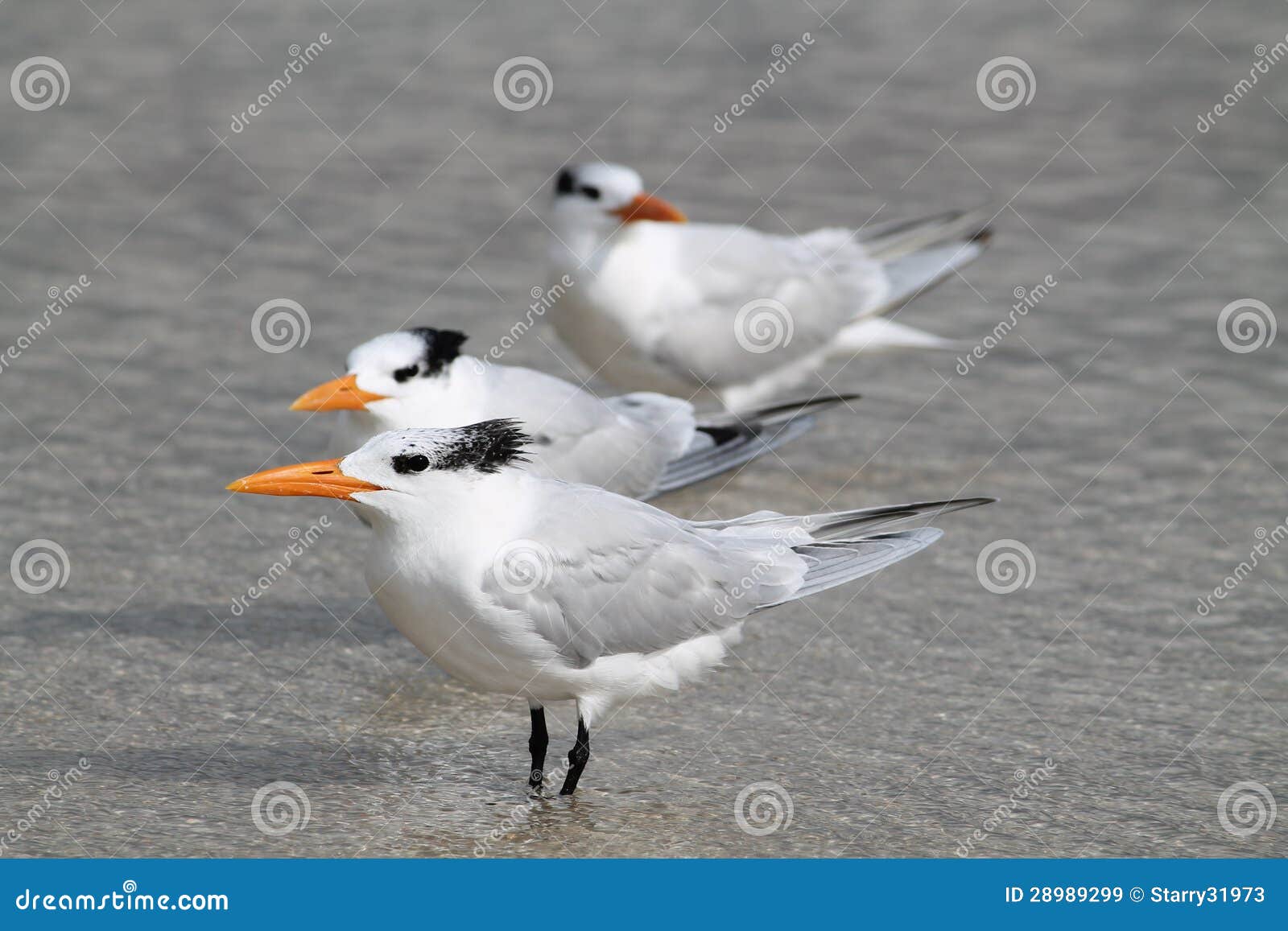 Three Terns stock image. Image of terns, beach, daytona - 28989299