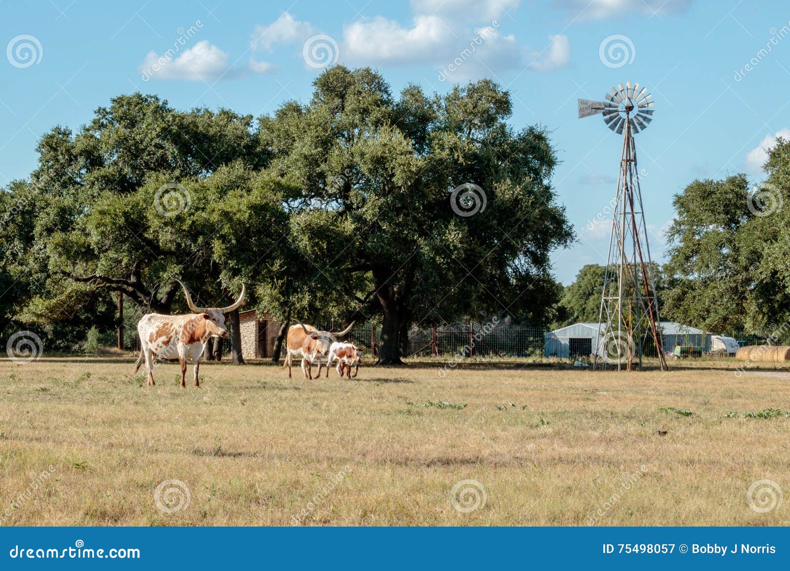 Three Texas Longhorns stock image. Image of grazing, longhorn - 75498057