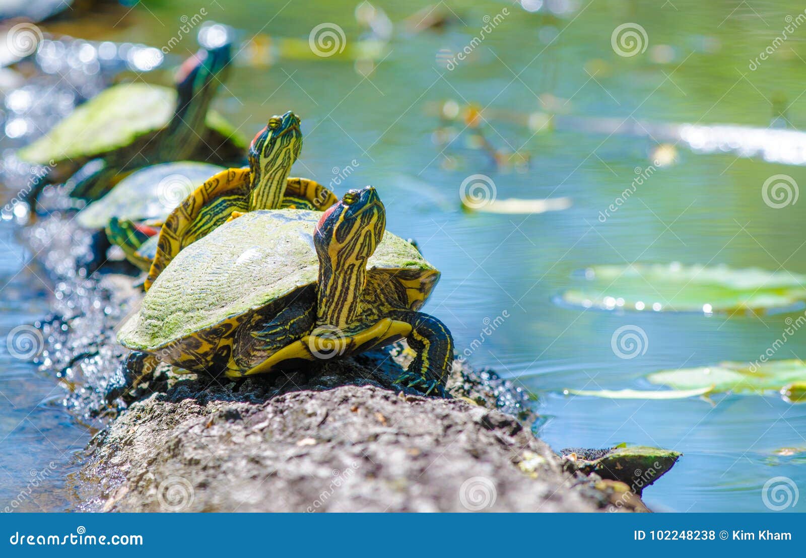 Red Eared Turtles Sitting on a Log Stock Photo - Image of sitting, warm ...