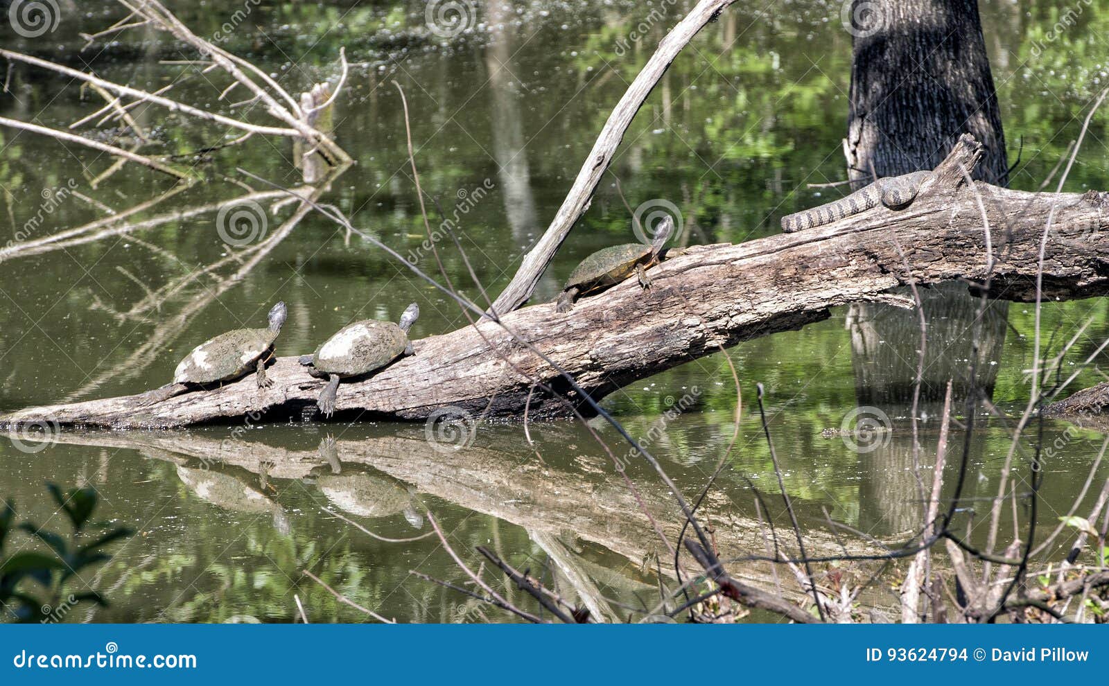 Diamondback Water Snake Royalty-Free Stock Photo | CartoonDealer.com ...