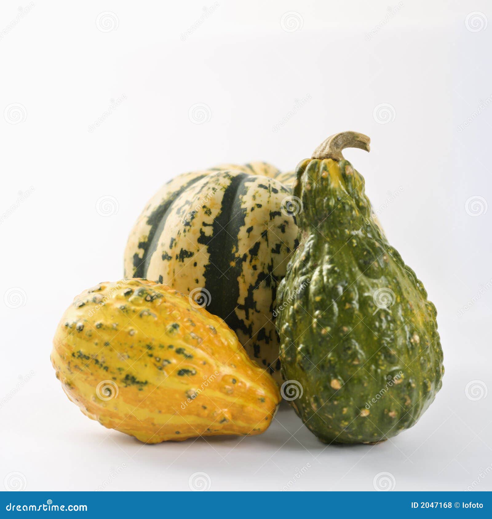 Three textured gourds stock photo. Image of carved, fall - 2047168