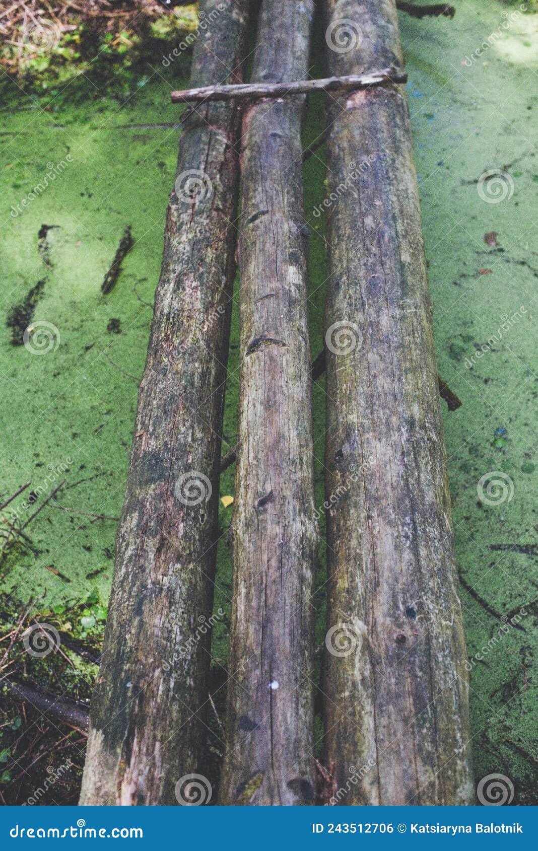 Three Thick Logs through a Green Swamp Stock Photo - Image of ...