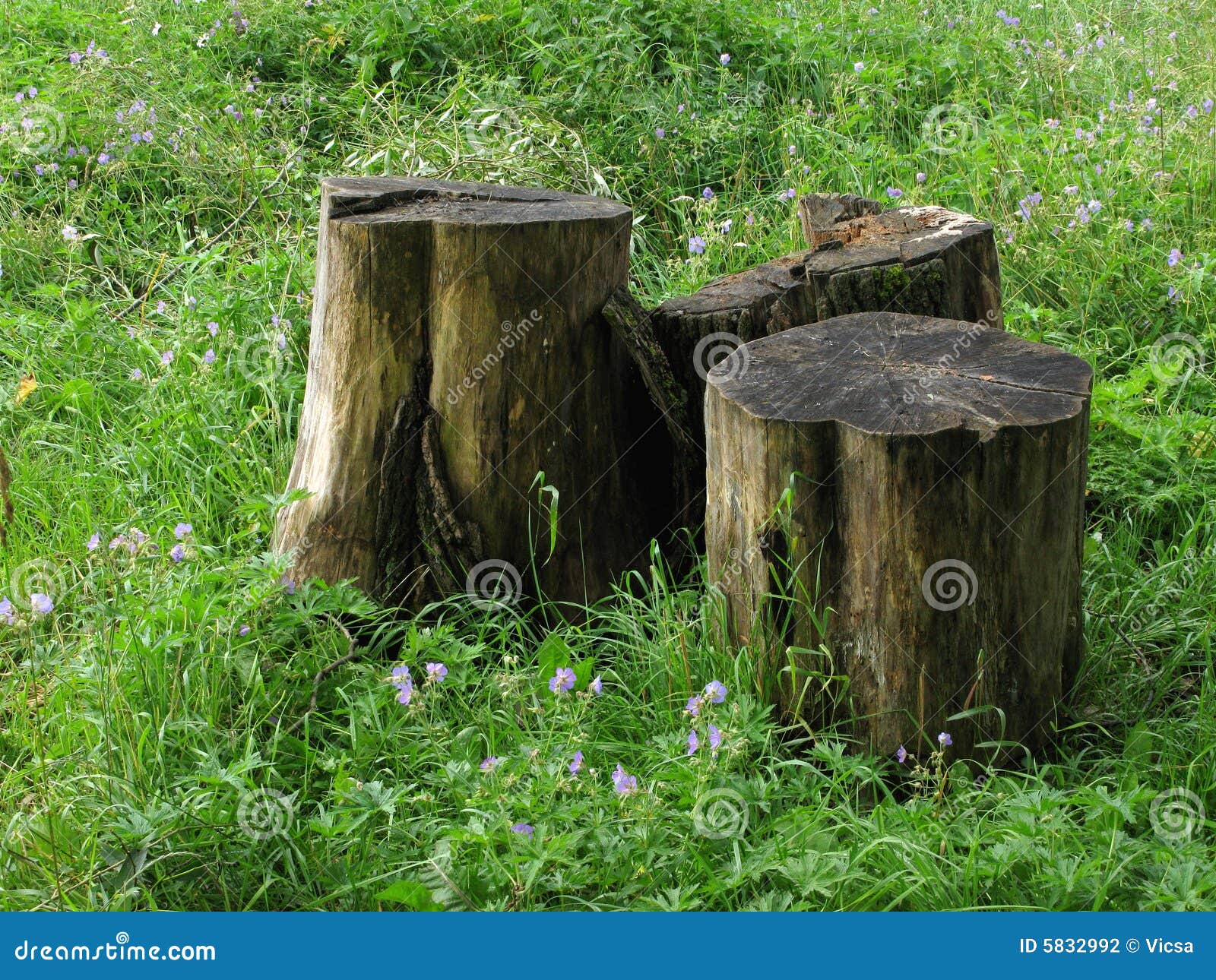 Three thick stumps stock photo. Image of botanical, coniferous - 5832992