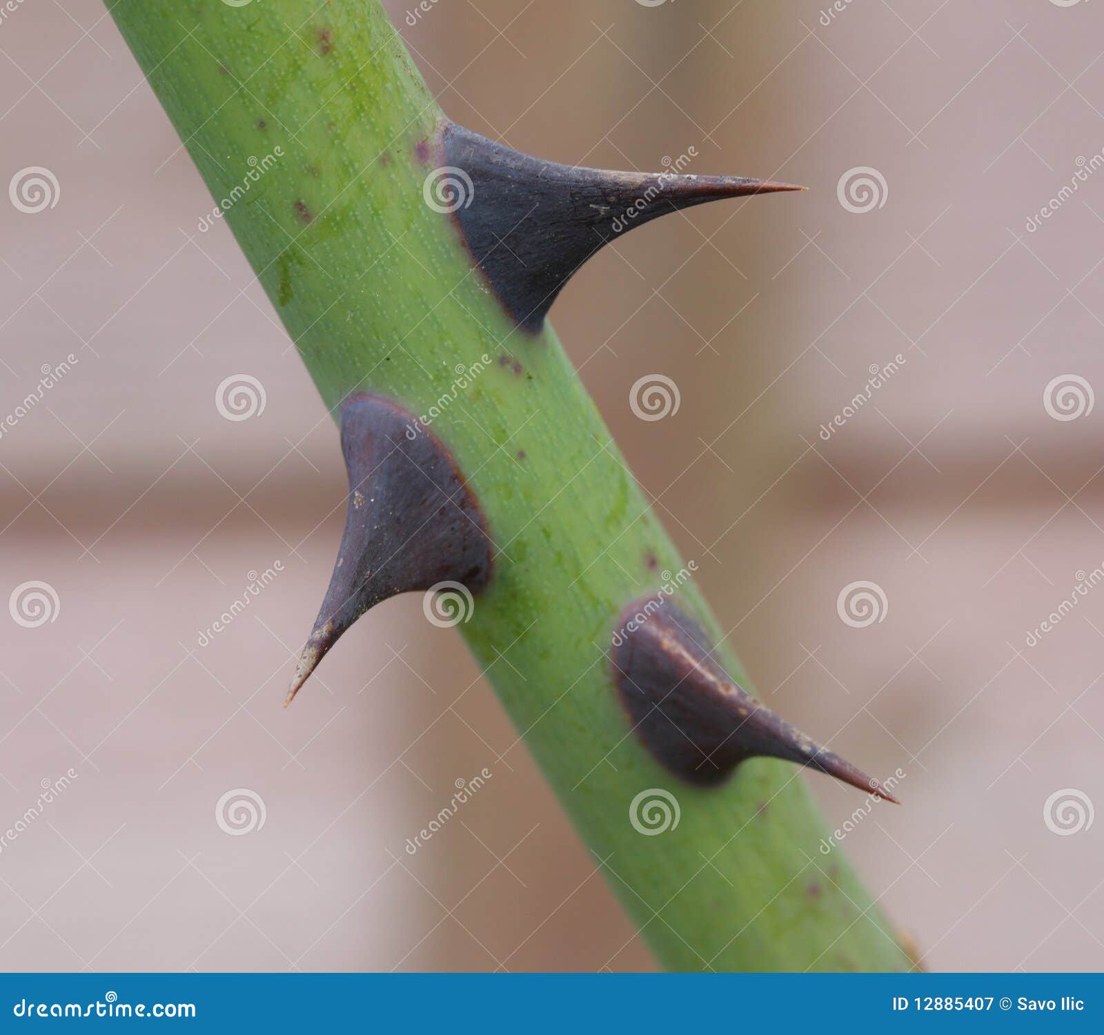 Three thorns stock image. Image of flora, green, nature - 12885407
