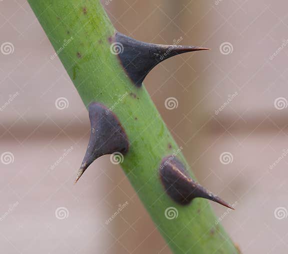 Three thorns stock image. Image of flora, green, nature - 12885407