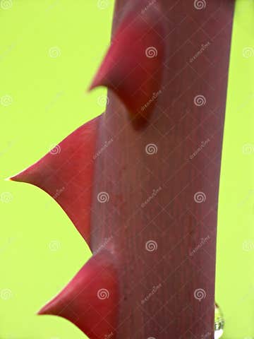 Three thorns stock image. Image of nature, rain, extreme - 238119