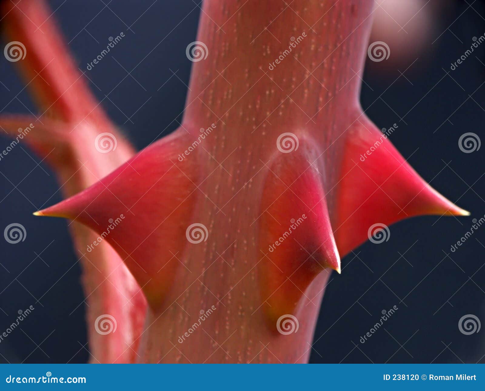 Three thorns stock photo. Image of rose, stem, three, point - 238120