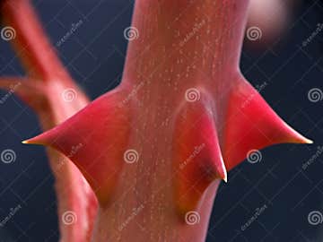 Three thorns stock photo. Image of rose, stem, three, point - 238120