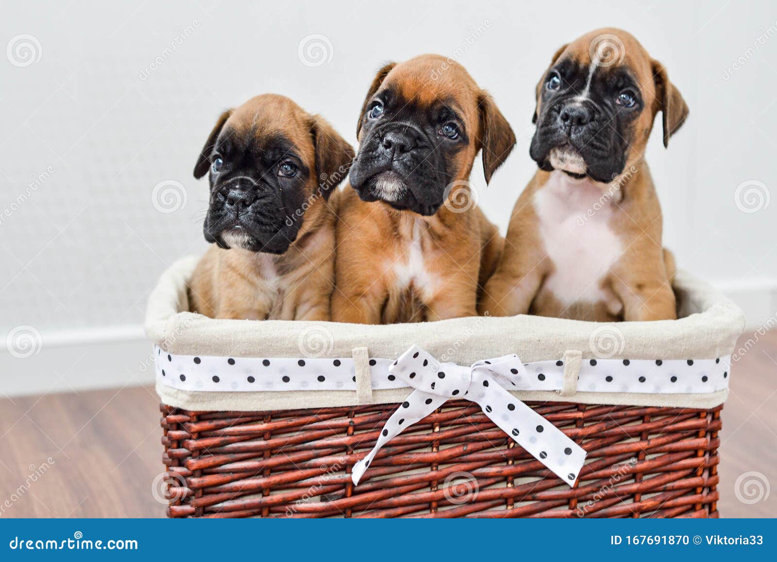Three Thoroughbred Brown Puppy of a German Boxer is Lying in a Basket ...