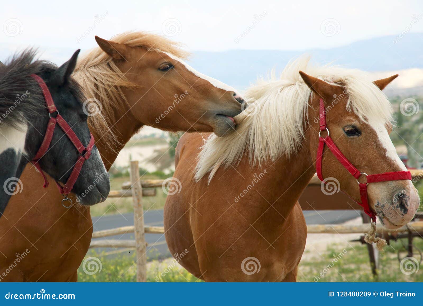 Three Thoroughbred Horses Walking Together Stock Image - Image of ...