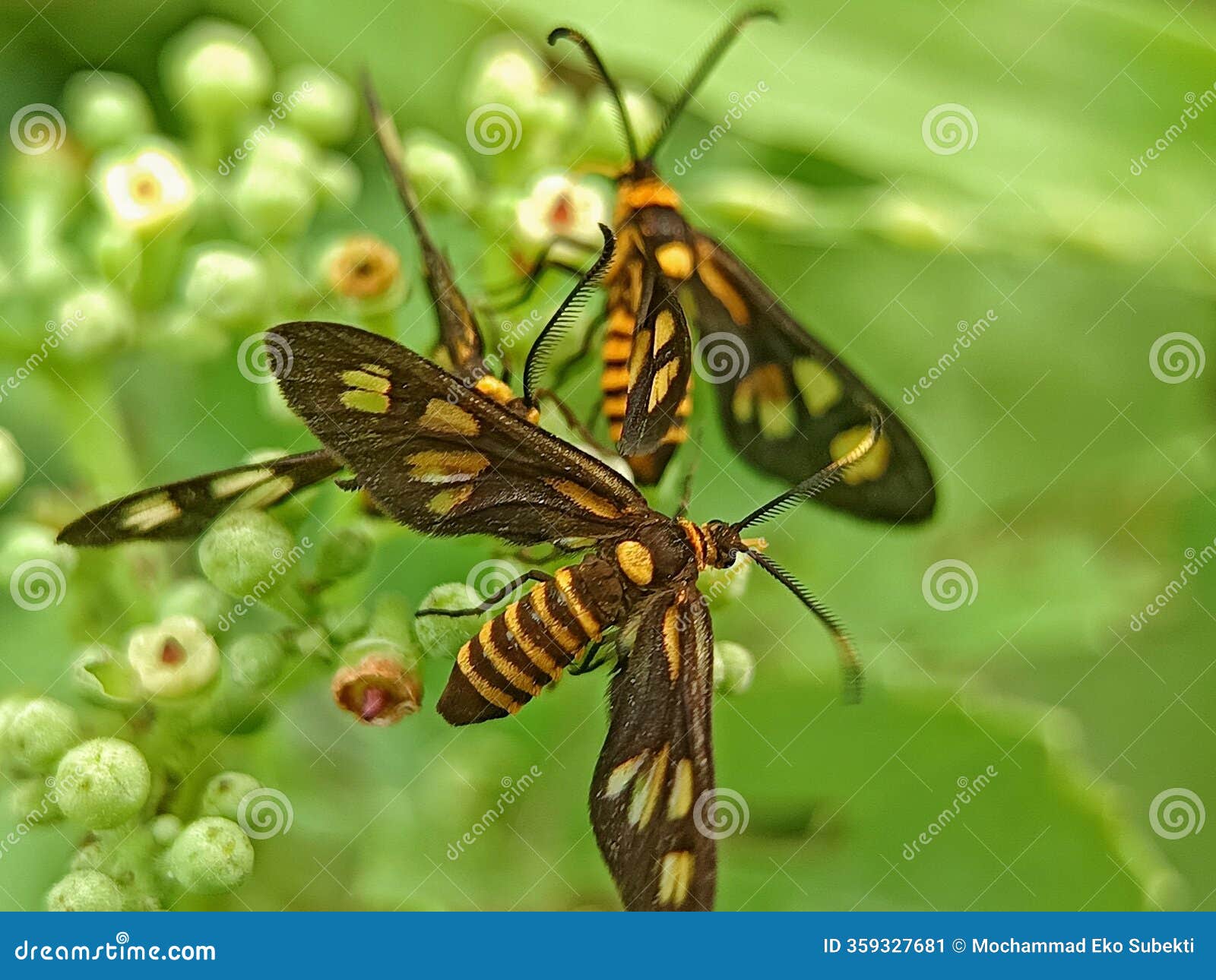 Amata Huebneri Or Known As Tiger Moth Is A Moth With Tiger Stripe At ...