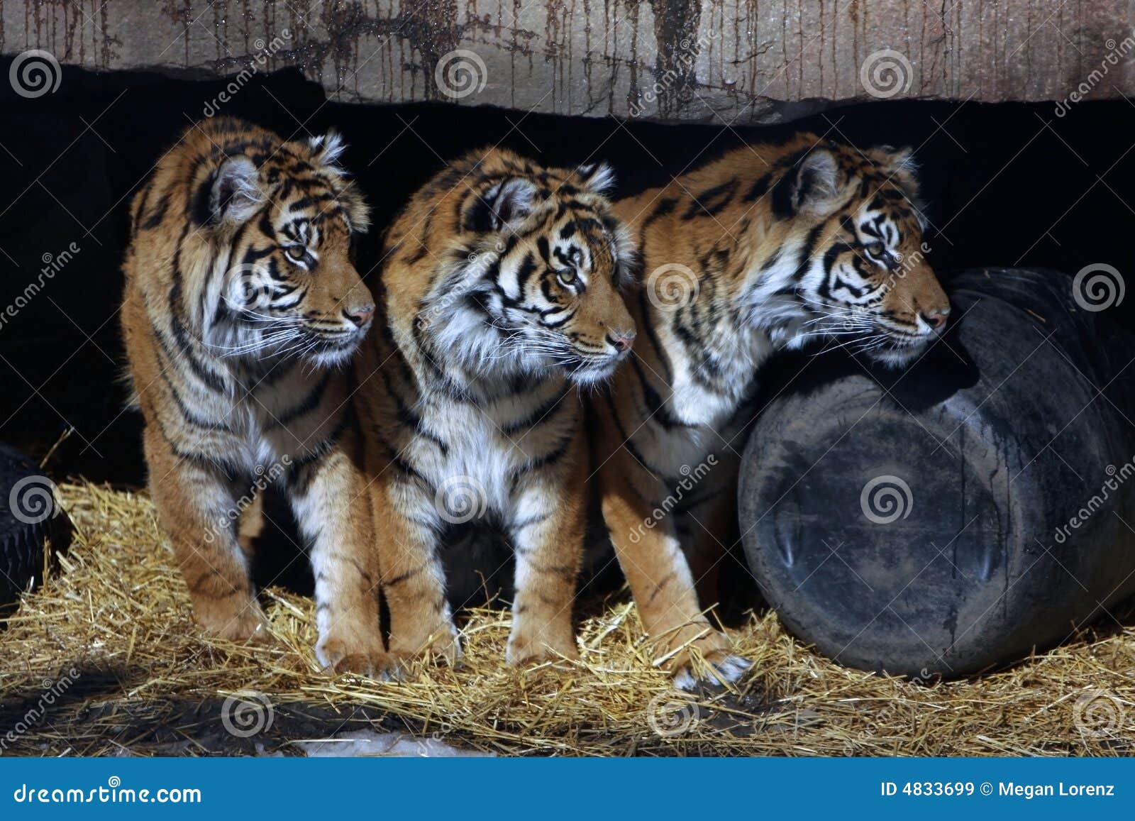 Three Tigers stock image. Image of endangered, wildcat - 4833699