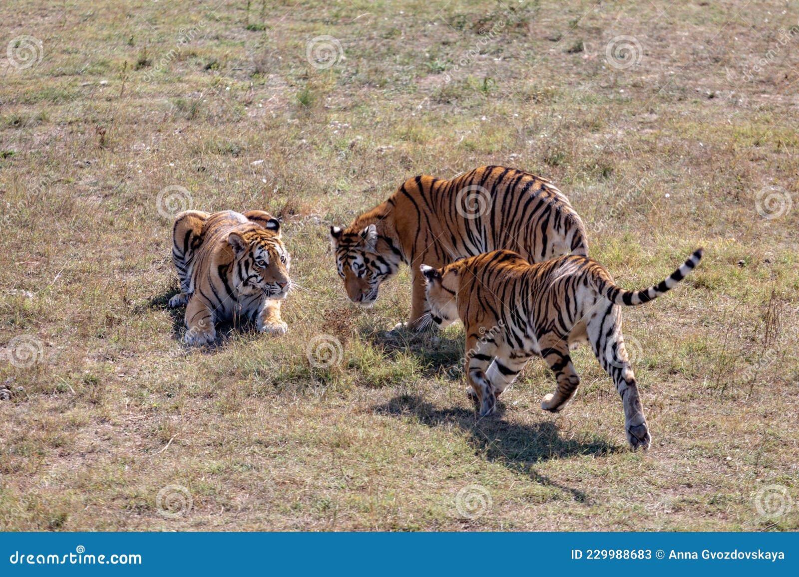 Three Tigers in the Park. One is Lying on the Grass. One is Worth it ...