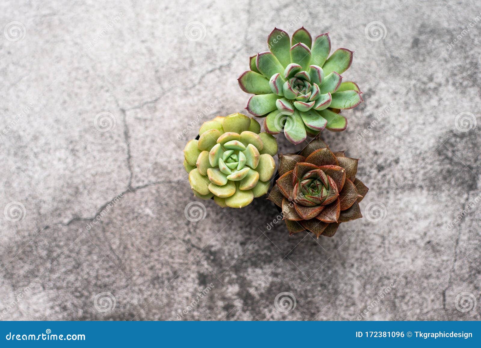 Three Tiny Succulent Plants Grouped Together Stock Photo - Image of ...