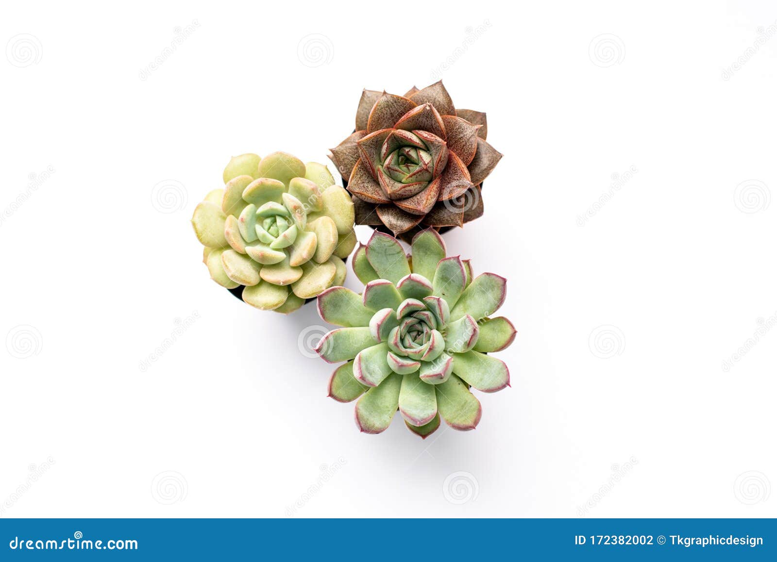 Three Tiny Succulent Plants Grouped Together Stock Photo - Image of ...