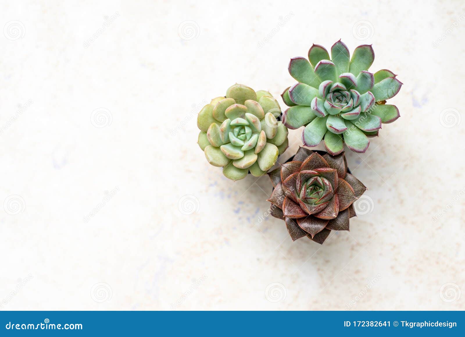 Three Tiny Succulent Plants Grouped Together Stock Image - Image of ...
