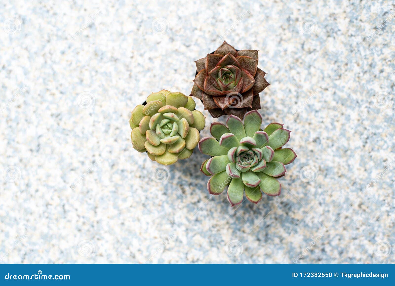 Three Tiny Succulent Plants Grouped Together Stock Photo - Image of ...