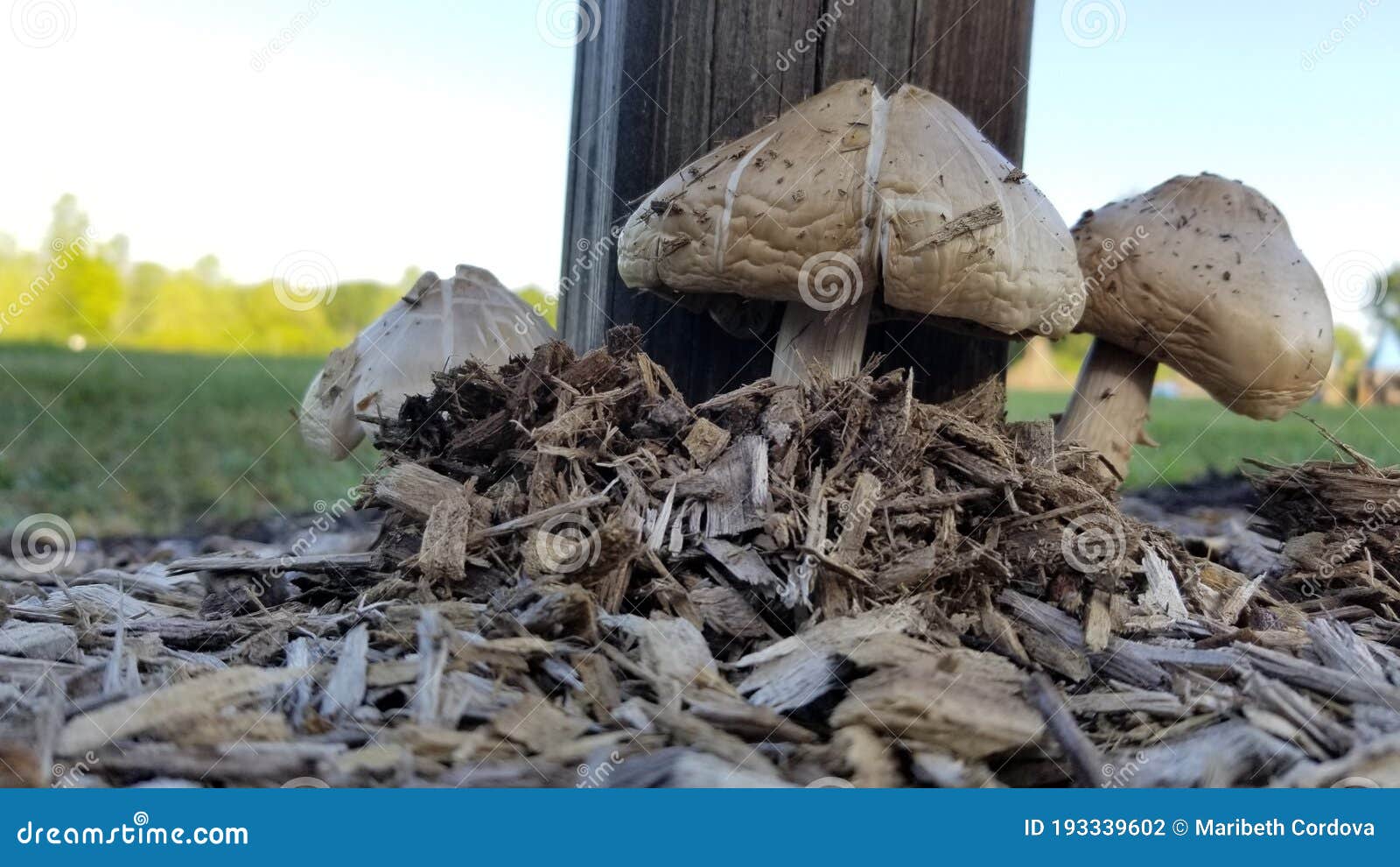 THREE TOAD STOOLS stock photo. Image of rain, fungus - 193339602