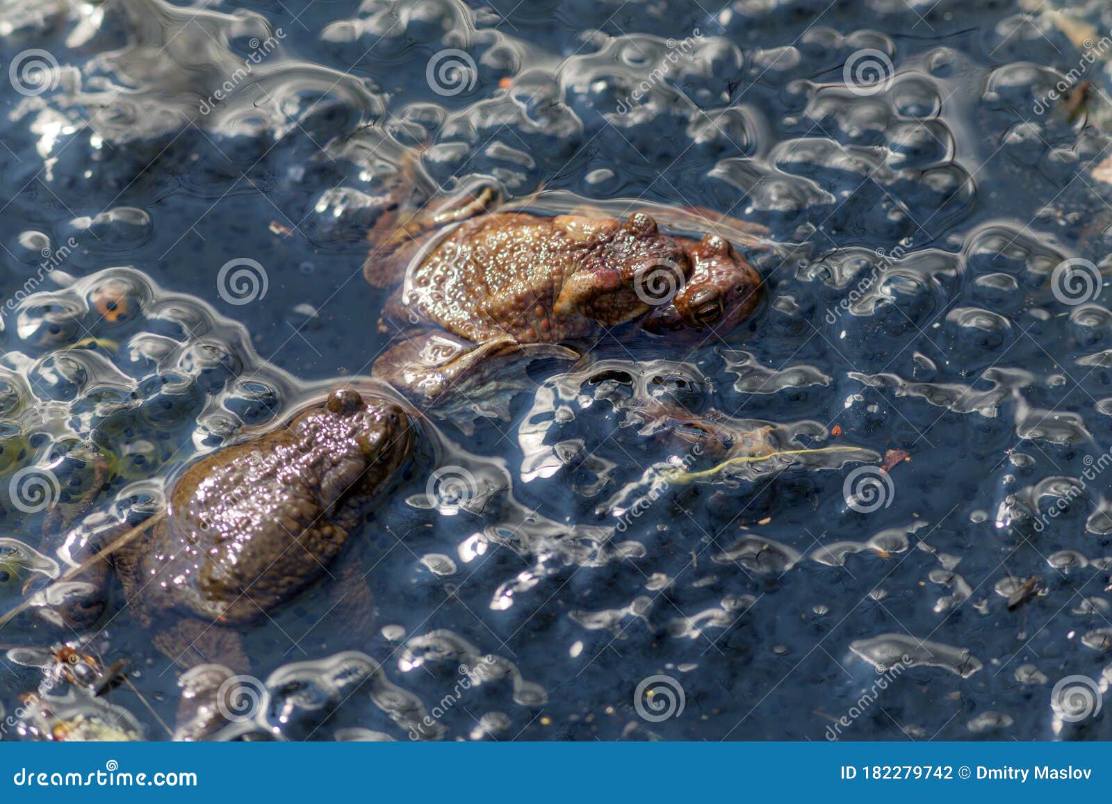 Three toads in the water stock photo. Image of water - 182279742