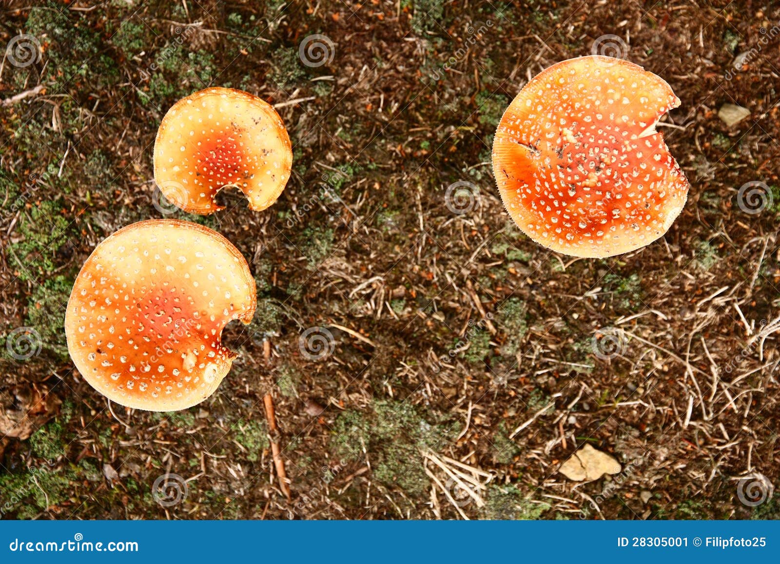 Three toadstools stock image. Image of nature, metaphor - 28305001