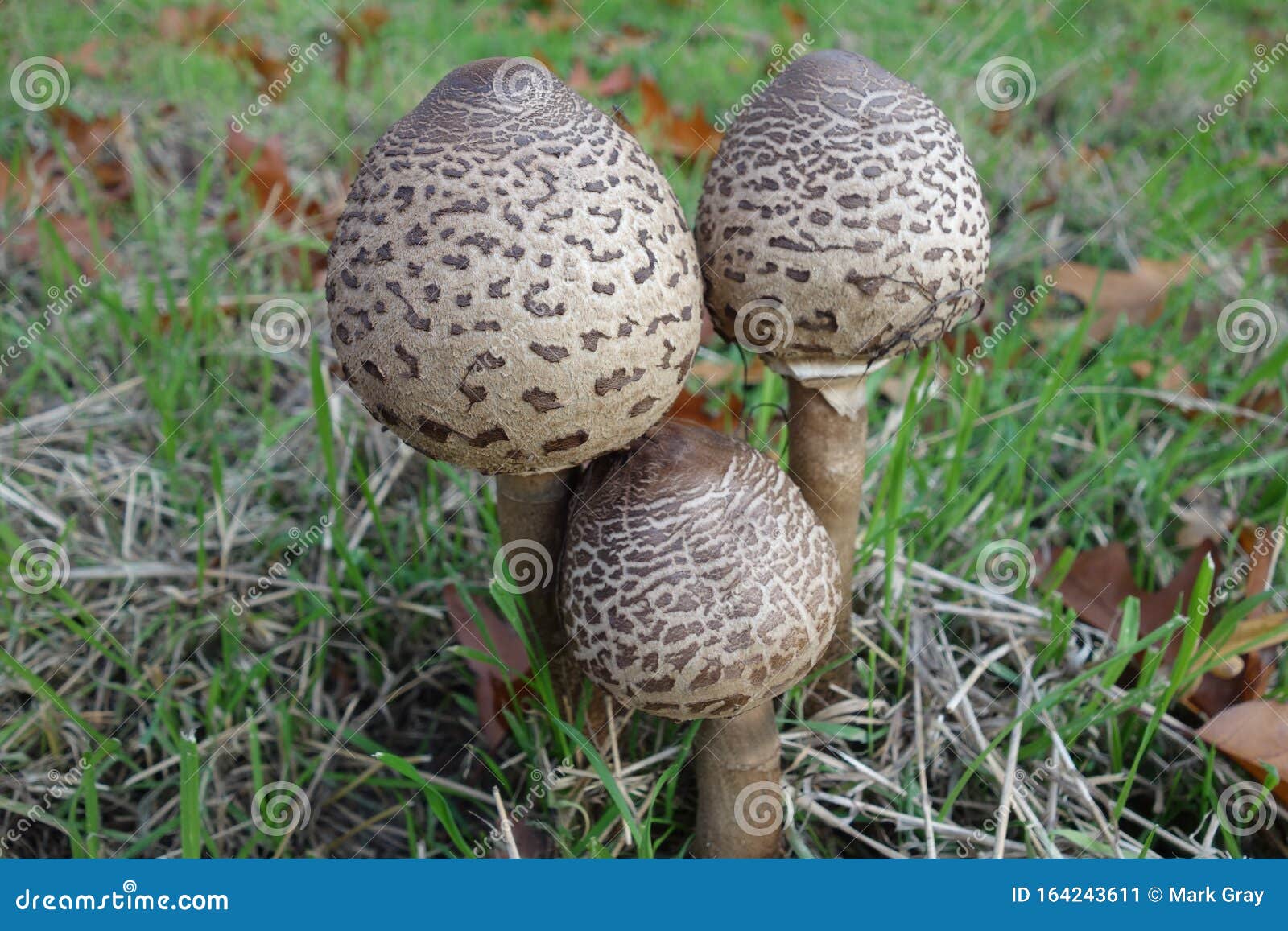 Three Toadstools in Autumn stock image. Image of autumn - 164243611