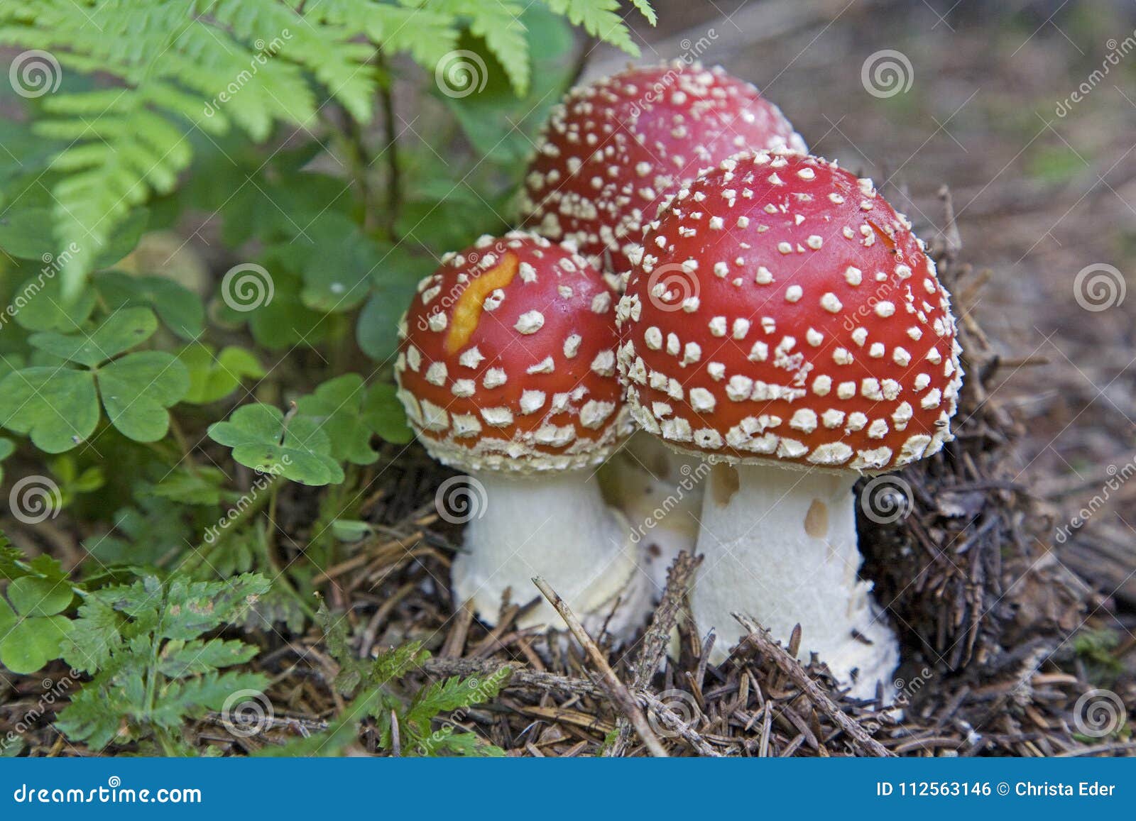 Three Toadstools on the Edge of the Forest Stock Photo - Image of good ...