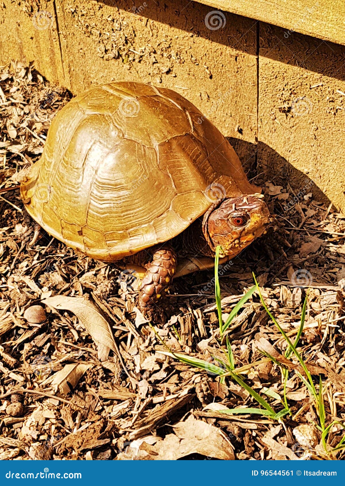 Three-toed box turtle stock image. Image of sunny, grass - 96544561