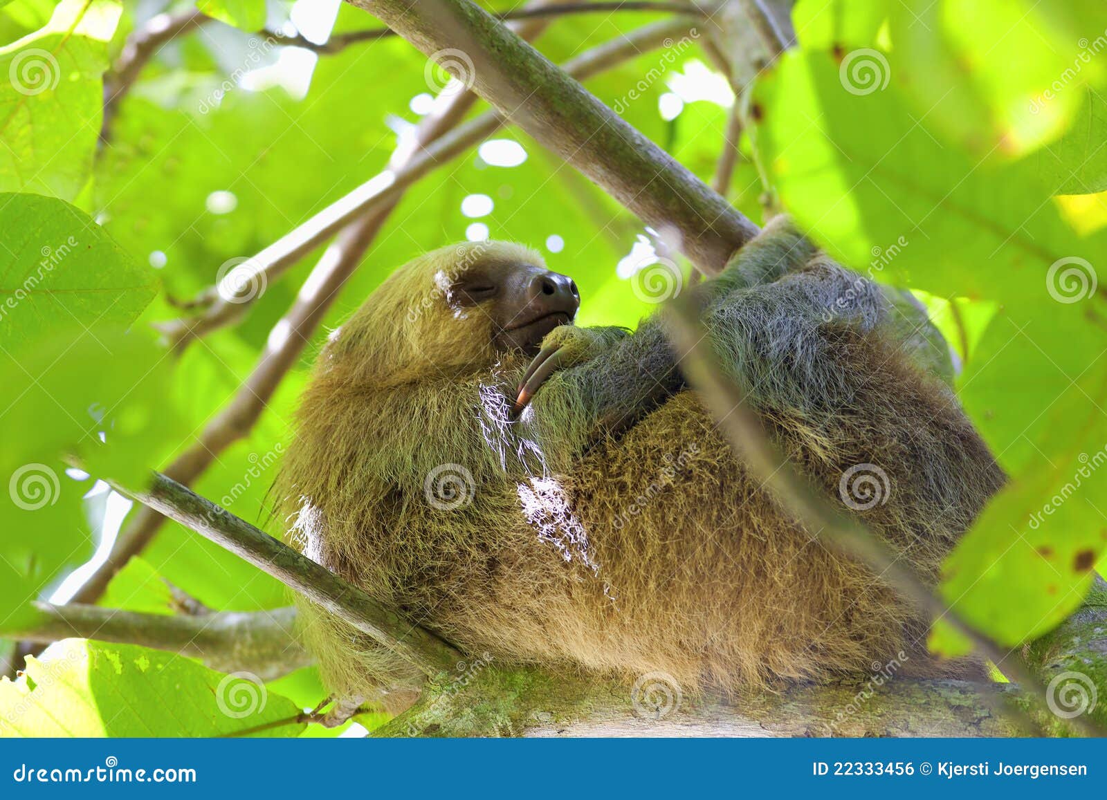 Three-toed Sloth stock photo. Image of brown, forest - 22333456