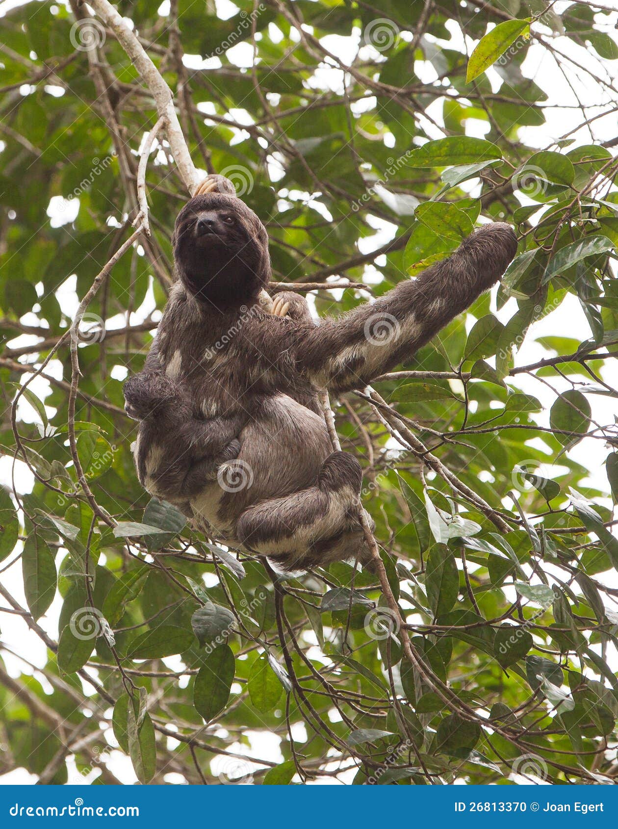 Three-toed Sloth stock photo. Image of lazy, locations - 26813370