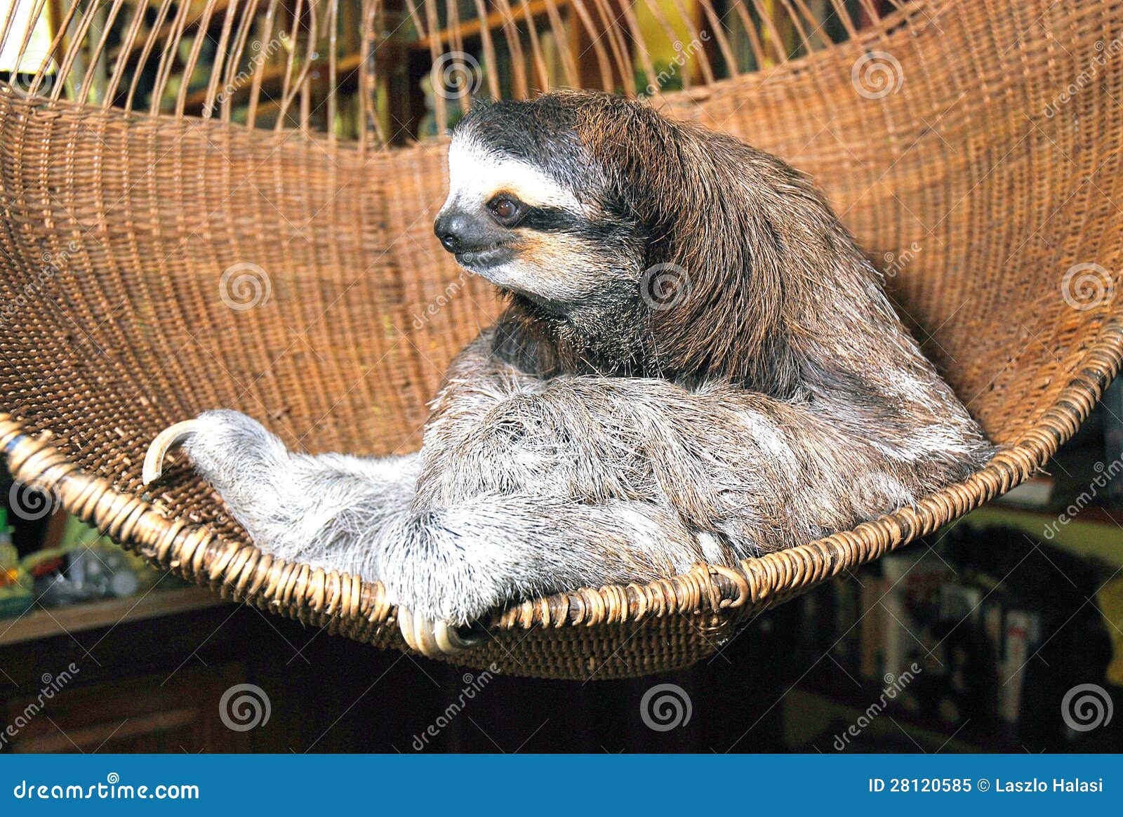 Three toed sloth stock image. Image of exotic, motion - 28120585